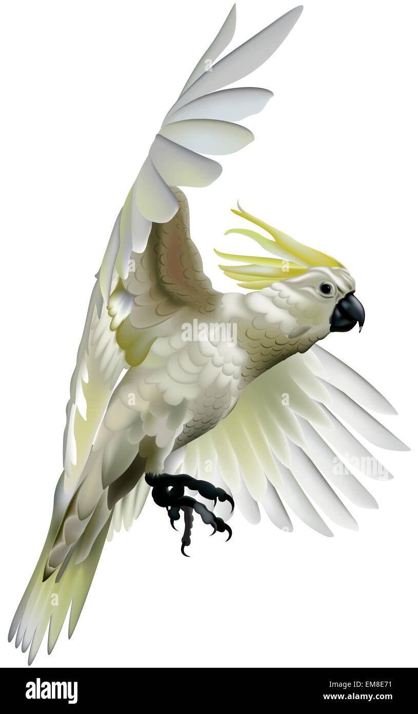 Kakadu zeichnung Stock-Vektorgrafiken kaufen - Alamy