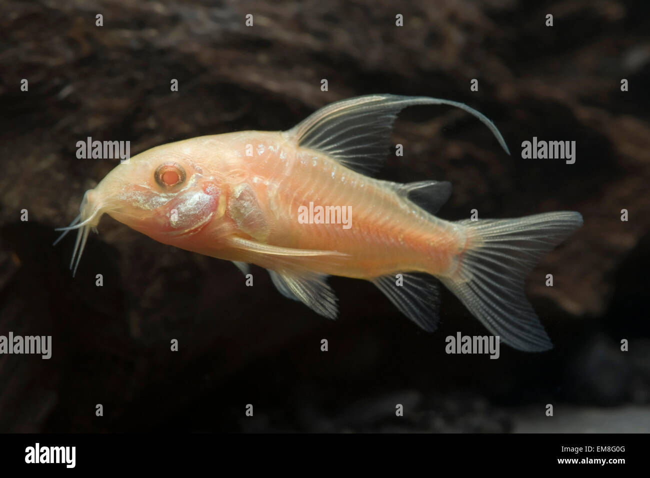 Corydoras paleatus -Fotos und -Bildmaterial in hoher Auflösung – Alamy