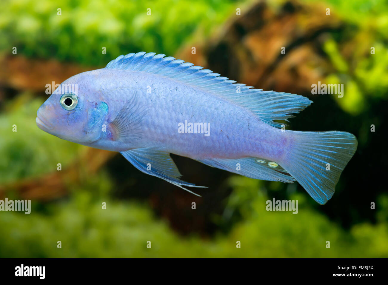 Maylandia Estherae Blau, Blauer Malawi Cichlide, blaue Malawi ...