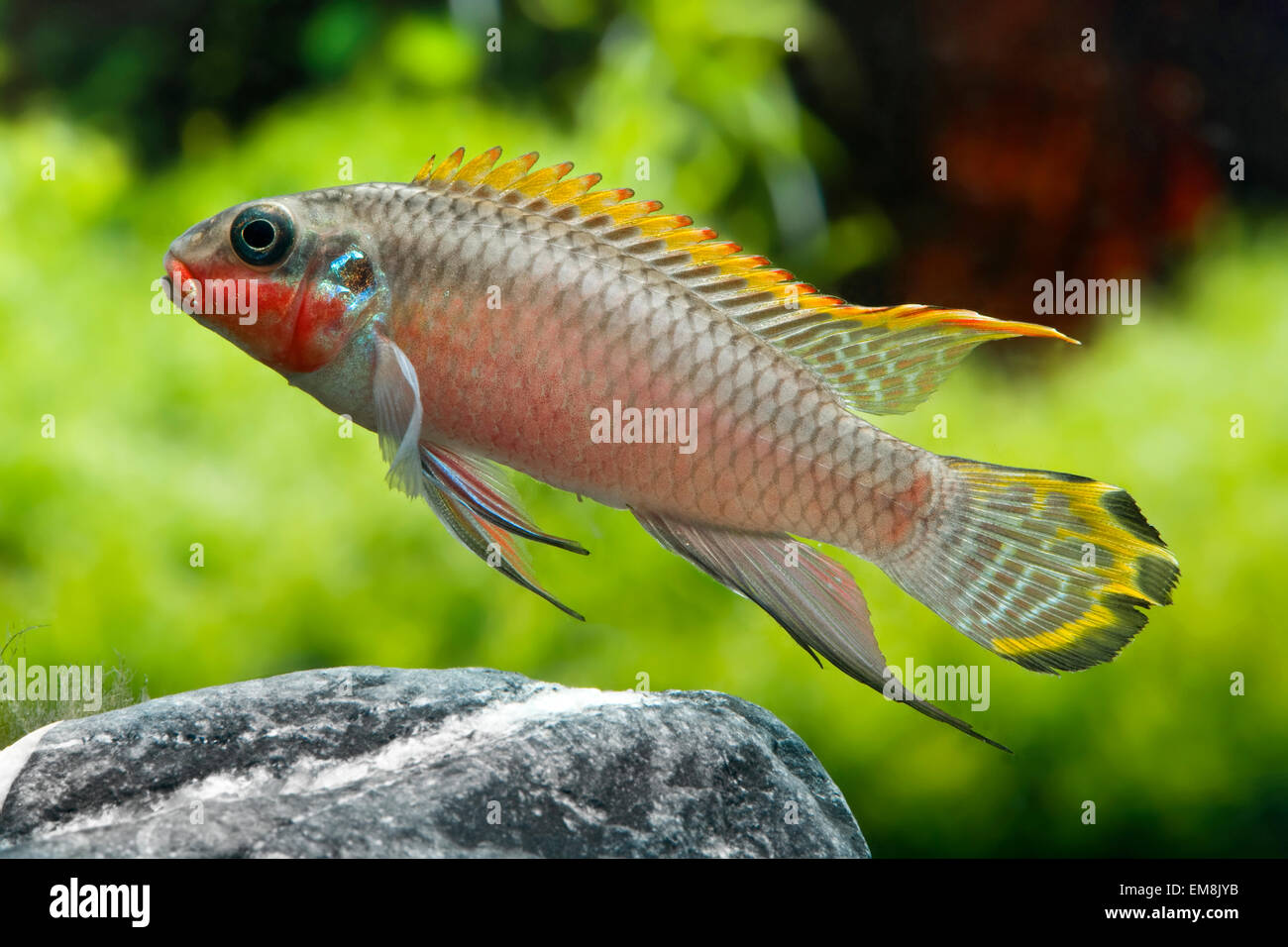 Pelvicachromis Pulcher, Purpurprachtbarsch, Regenbogen Buntbarsch ...