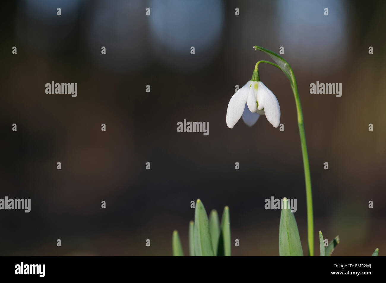Doppelt blühendes schneeglöckchen -Fotos und -Bildmaterial in hoher ...