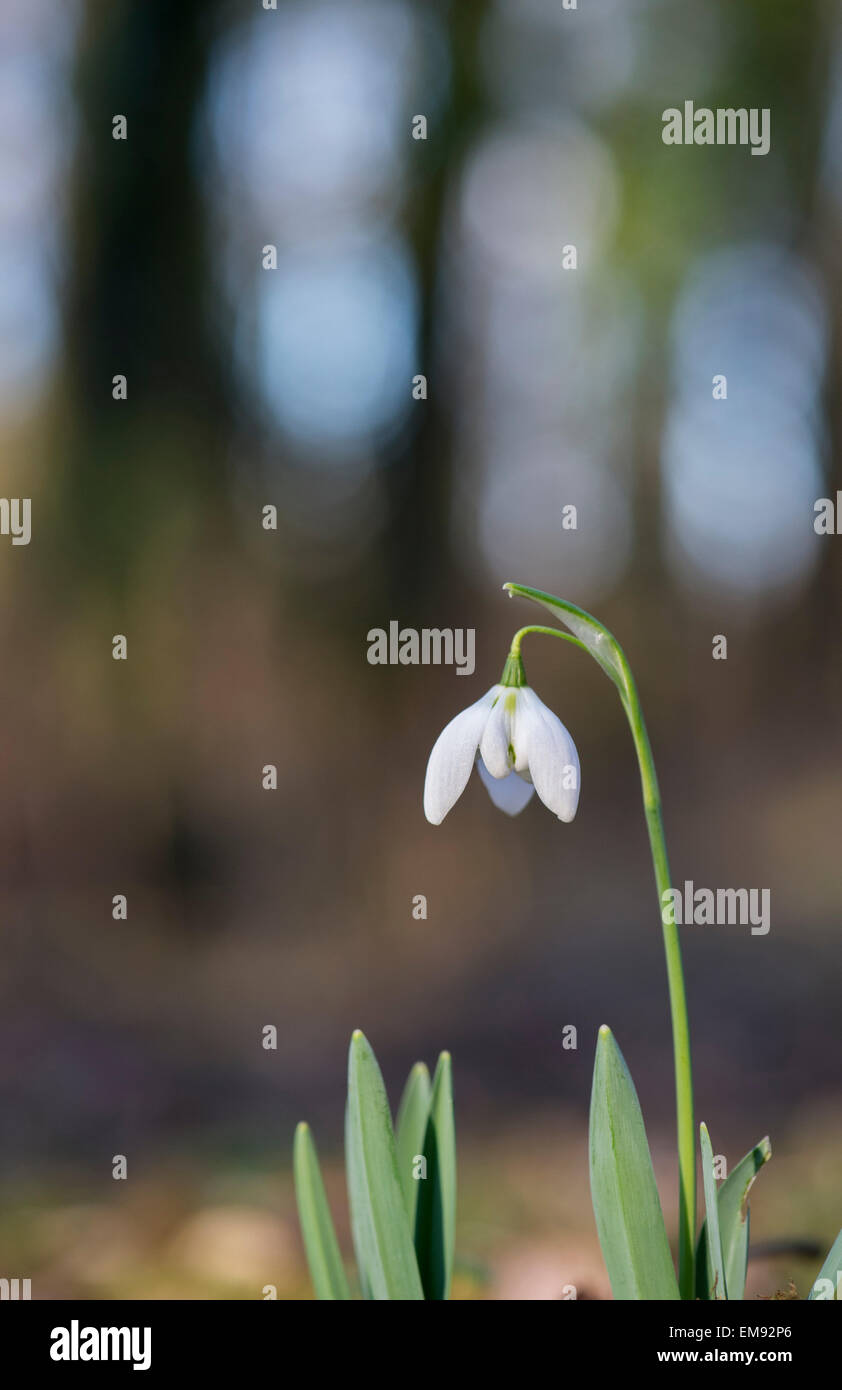 Doppelt blühendes schneeglöckchen -Fotos und -Bildmaterial in hoher ...