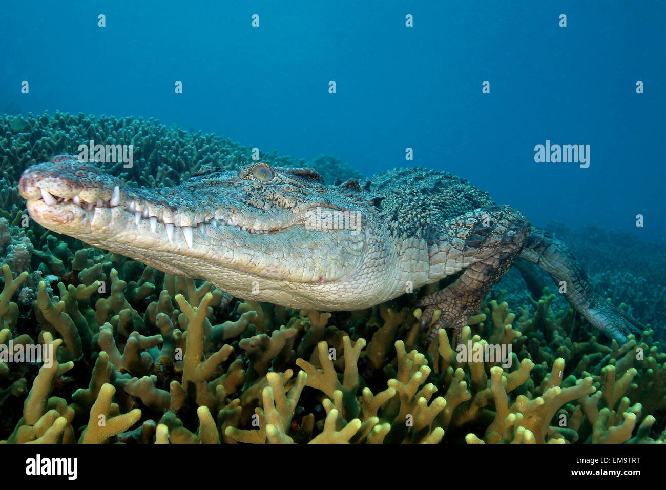 Mikronesien, Palau, unverlierbare Salzwasserkrokodil [Crocodylus ...