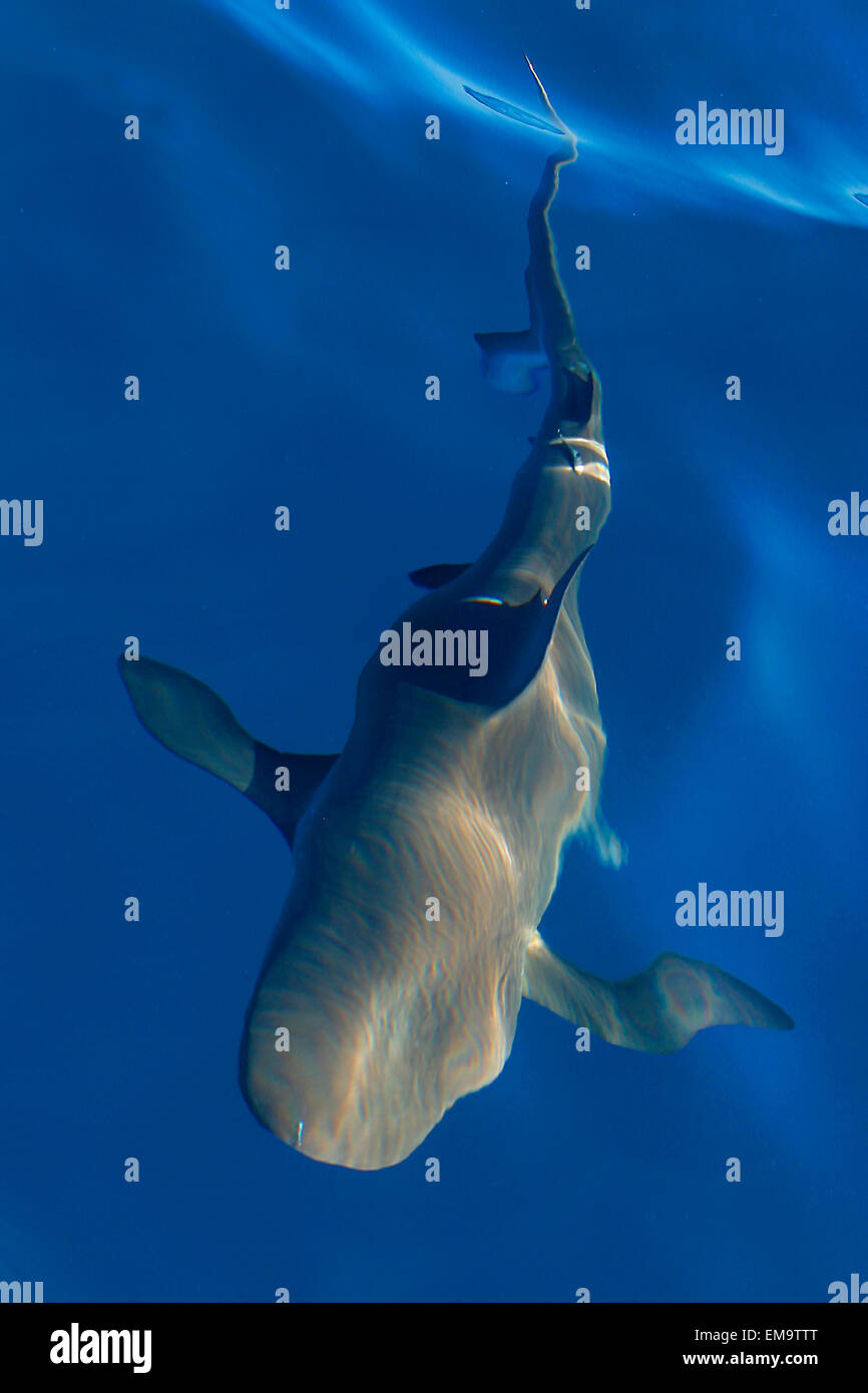 Karibik, Bahamas, Karibik Riffhai (Carcharhinus Perezi) von oben Wasser ...