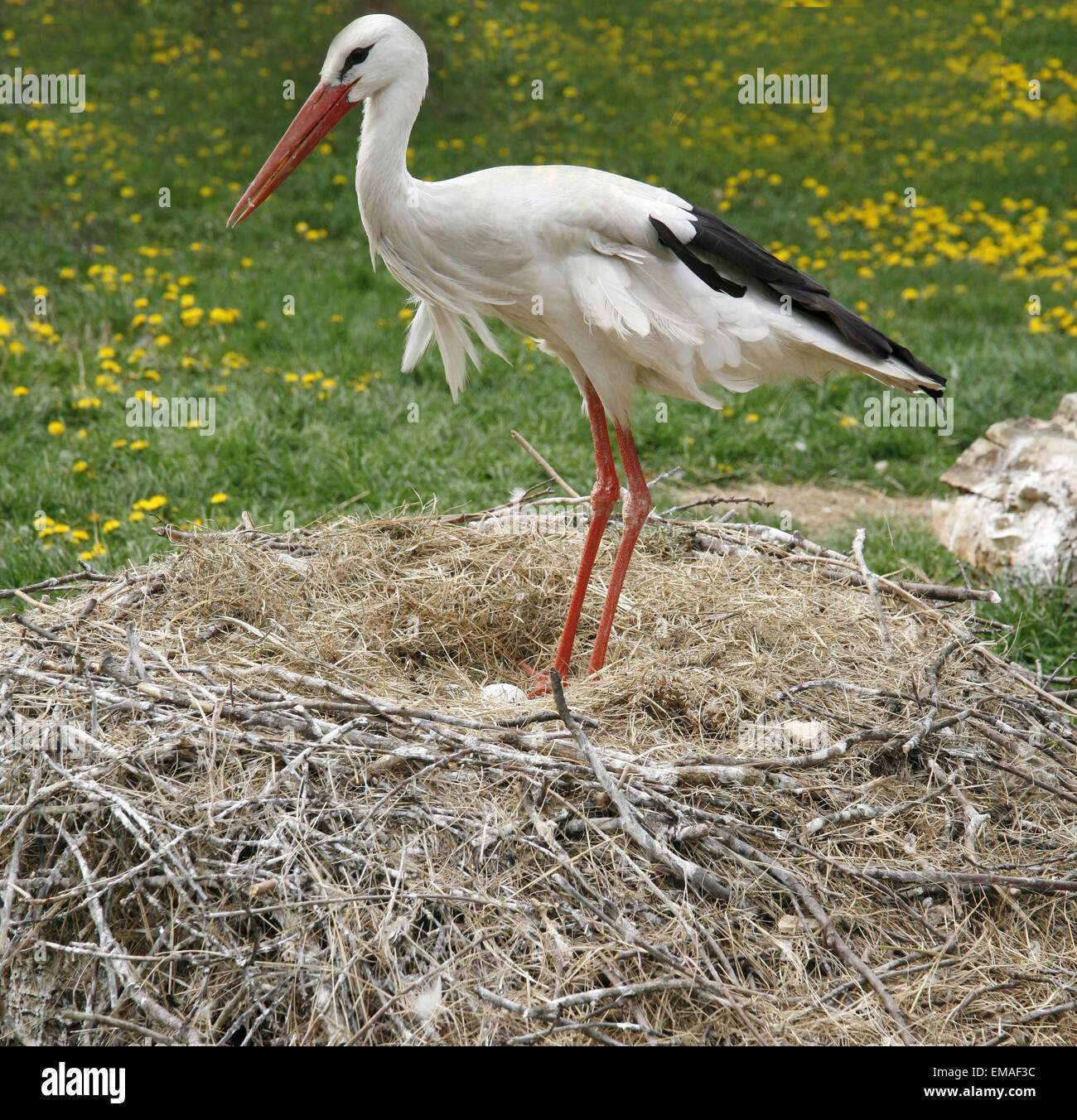 Froscheier in der wiese -Fotos und -Bildmaterial in hoher Auflösung – Alamy