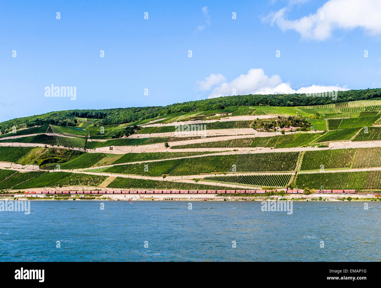 Weinberge im Rheintal in Rüdesheim mit Cargo Zug Stockfotografie - Alamy