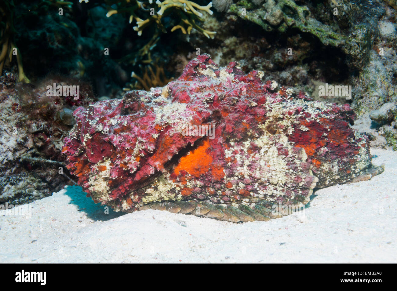 Steinfisch getarnt -Fotos und -Bildmaterial in hoher Auflösung – Alamy
