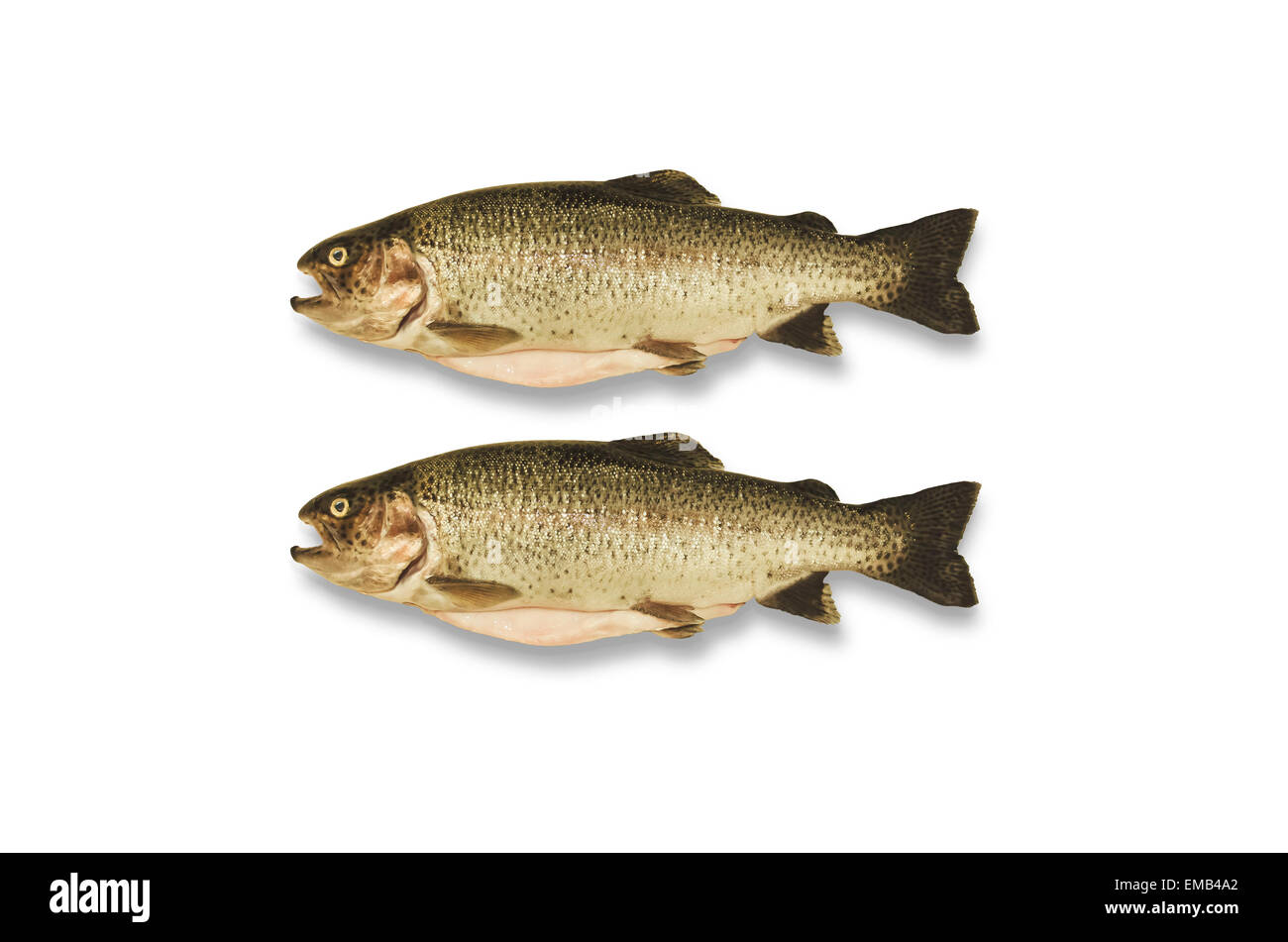 Salmo ischchan -Fotos und -Bildmaterial in hoher Auflösung – Alamy