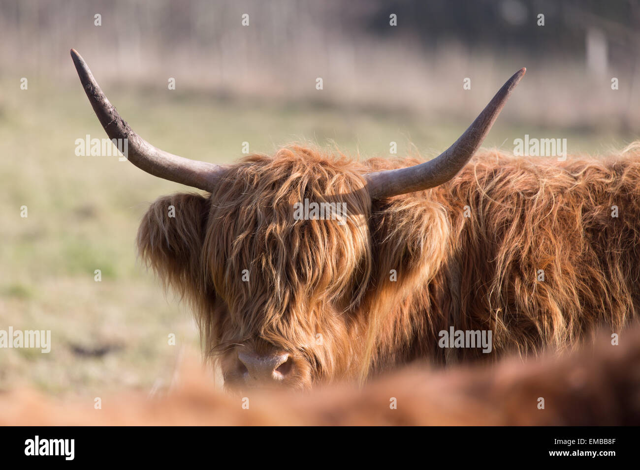 Highlander cow -Fotos und -Bildmaterial in hoher Auflösung – Alamy
