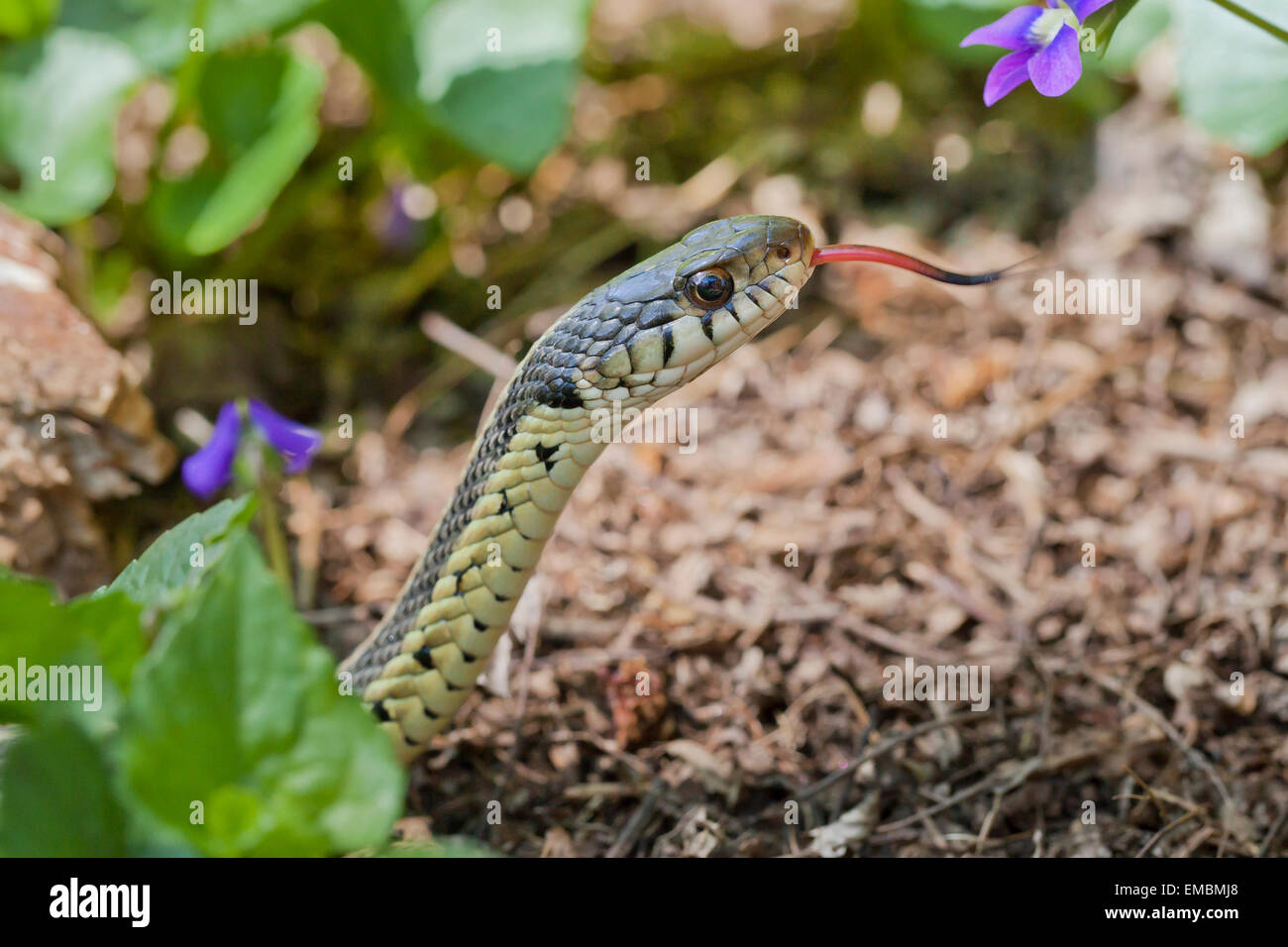 Snake tongue -Fotos und -Bildmaterial in hoher Auflösung – Alamy