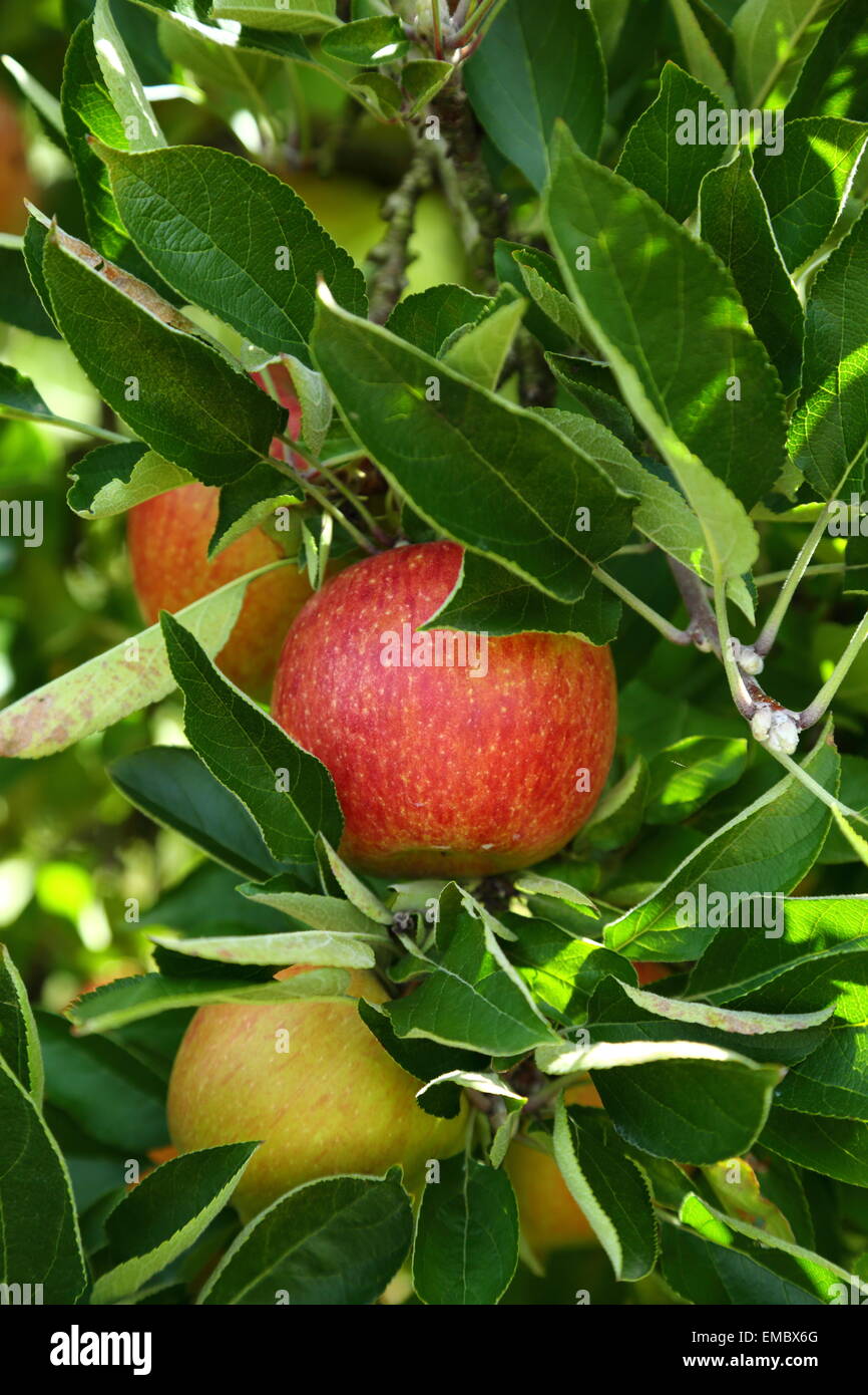 Braeburn i -Fotos und -Bildmaterial in hoher Auflösung – Alamy