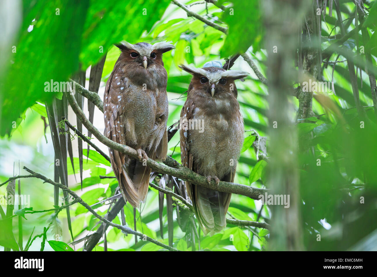 Eulen Auf Ast Stockfotos und -bilder Kaufen - Alamy