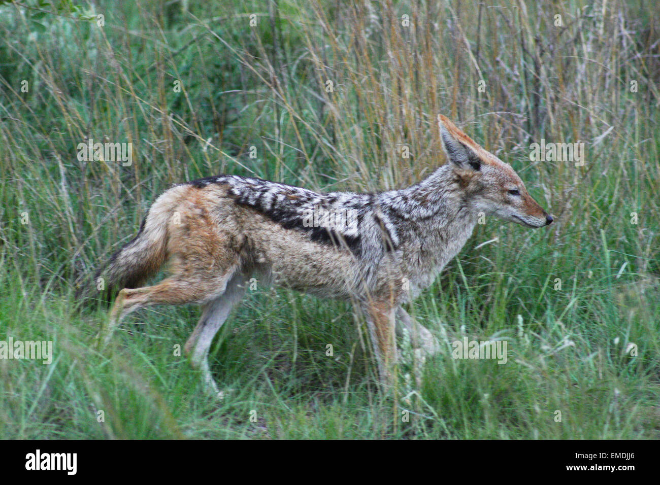 Schakal im gras -Fotos und -Bildmaterial in hoher Auflösung – Alamy