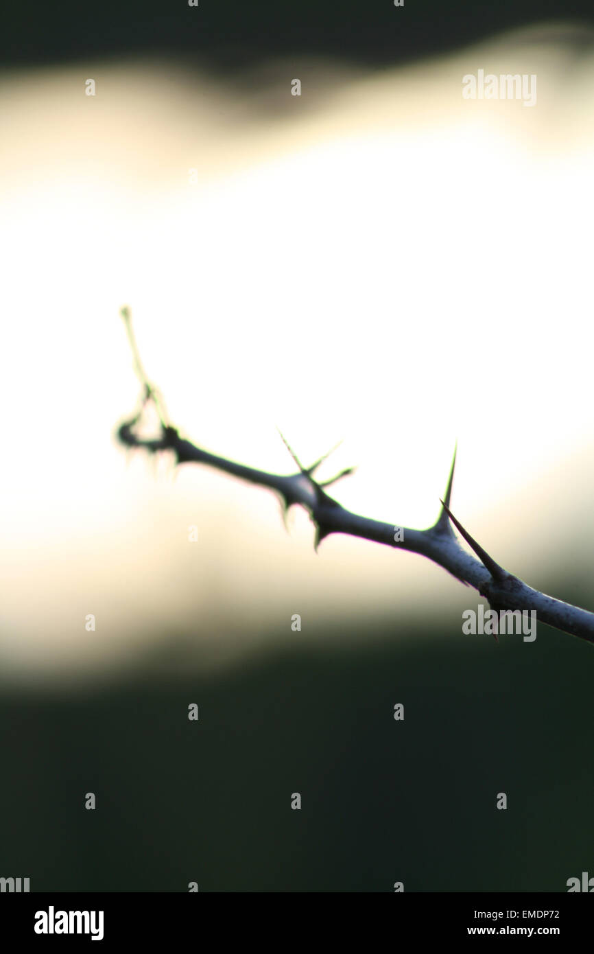 Baum dorn -Fotos und -Bildmaterial in hoher Auflösung – Alamy