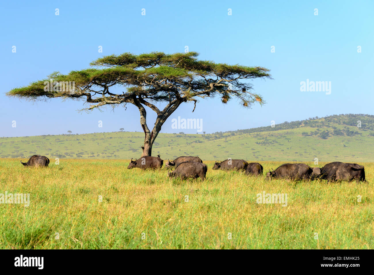 African buffalo syncerus serengeti tanzania -Fotos und -Bildmaterial in ...