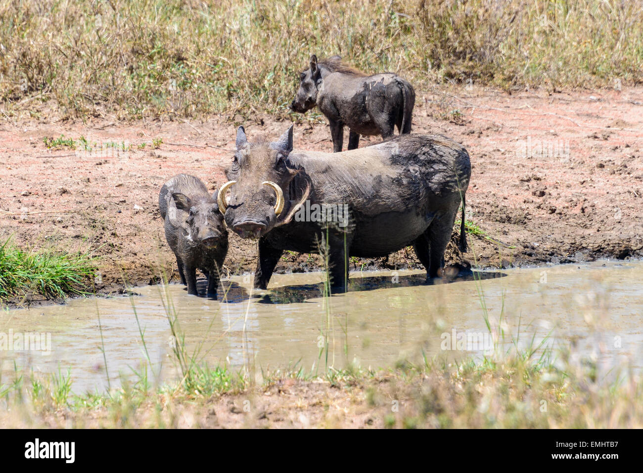 Im schlamm baden -Fotos und -Bildmaterial in hoher Auflösung – Alamy