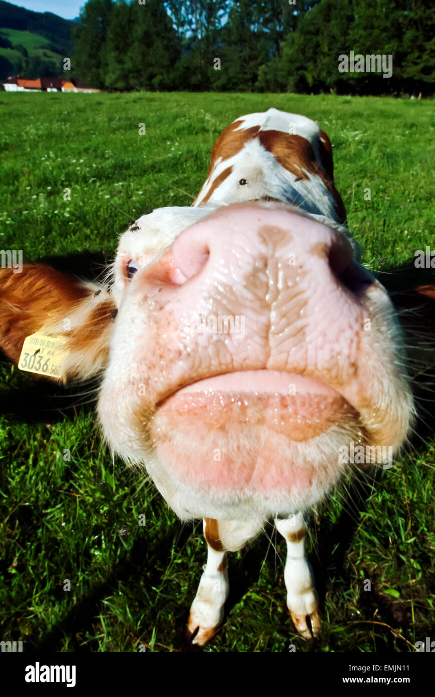 Kuh rot weiß sieht in der Kamera Österreich Europa Stockfotografie - Alamy