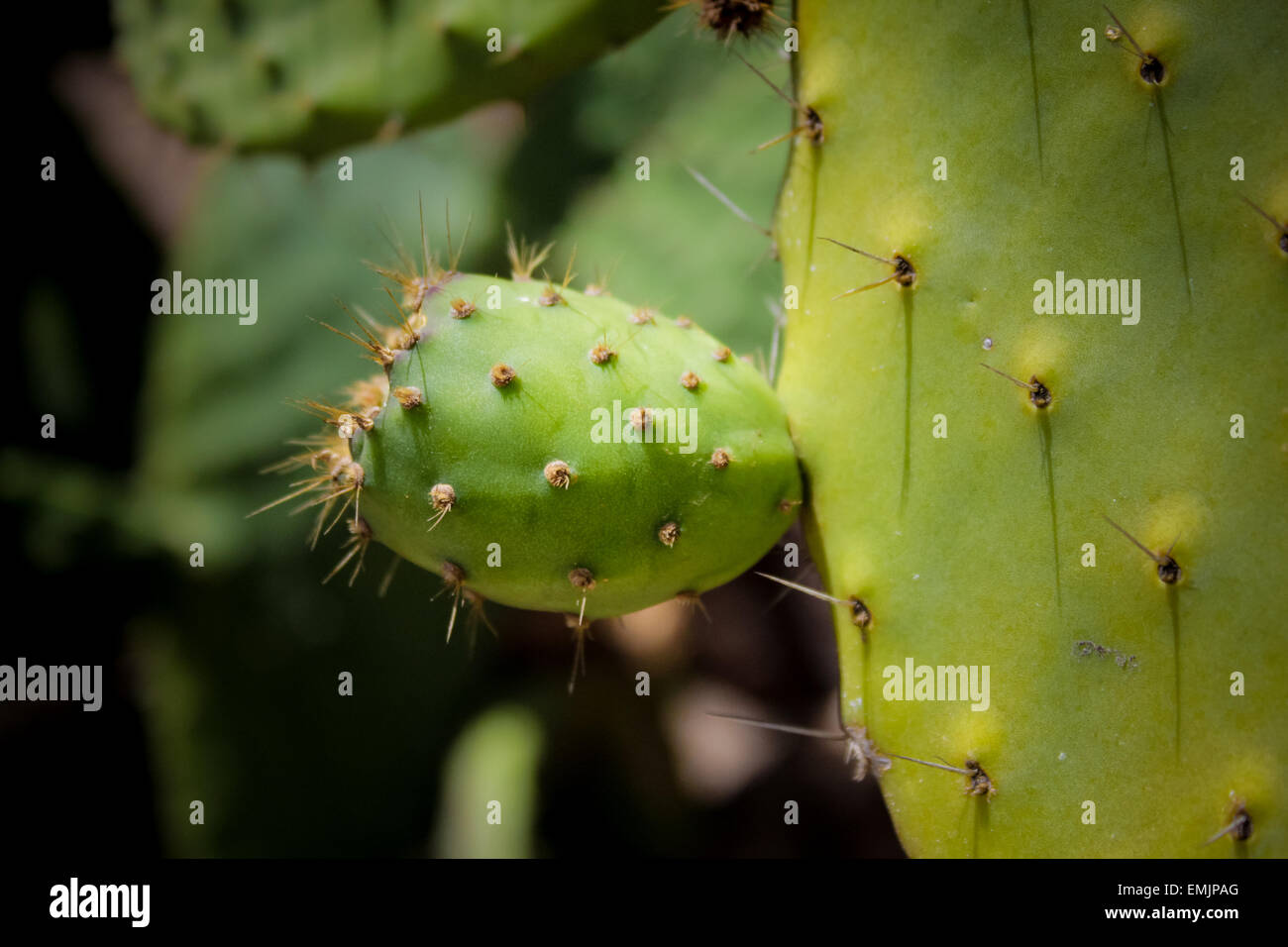 Figo portugal -Fotos und -Bildmaterial in hoher Auflösung – Alamy