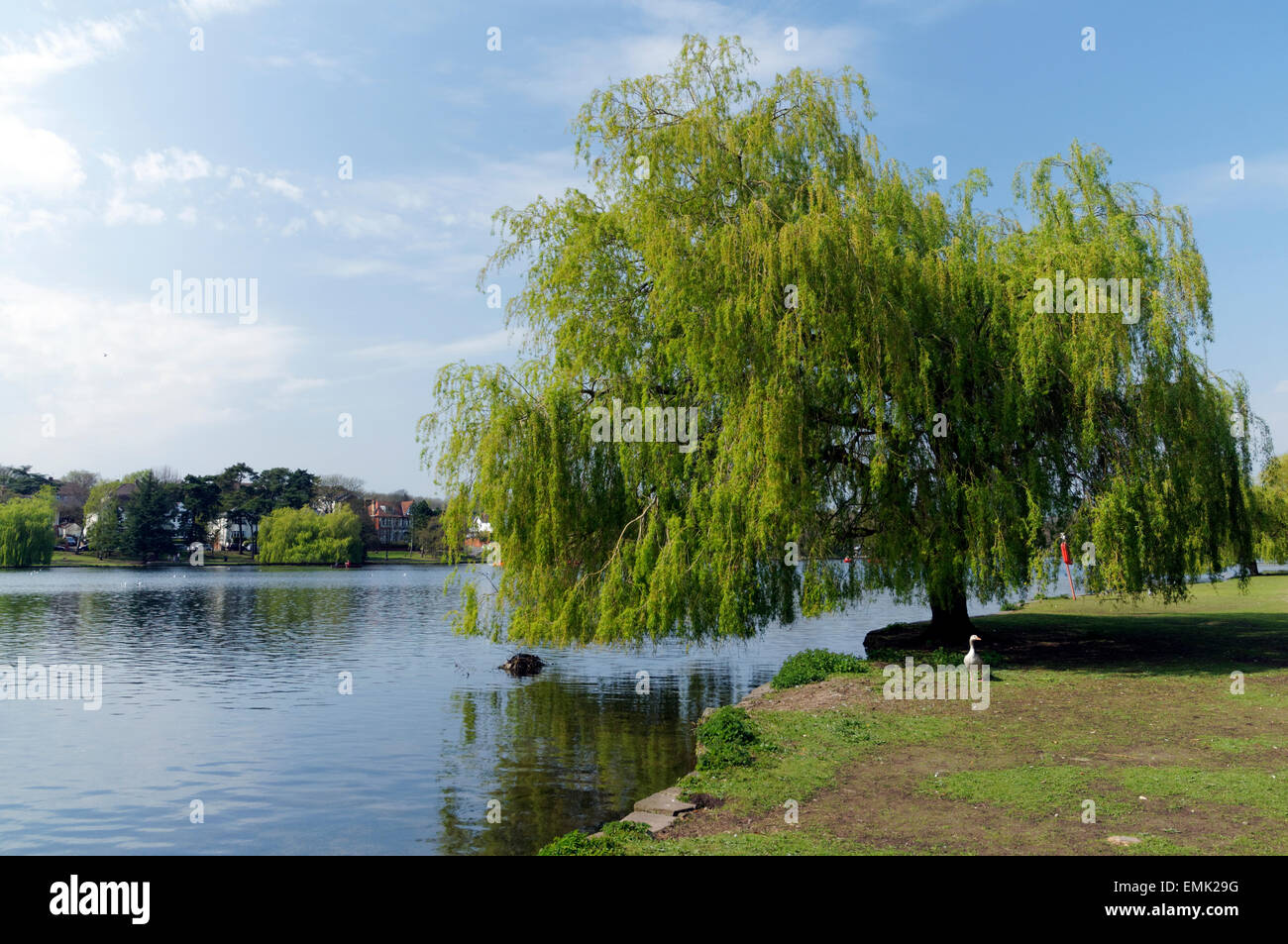 Weidenbaum und see -Fotos und -Bildmaterial in hoher Auflösung – Alamy