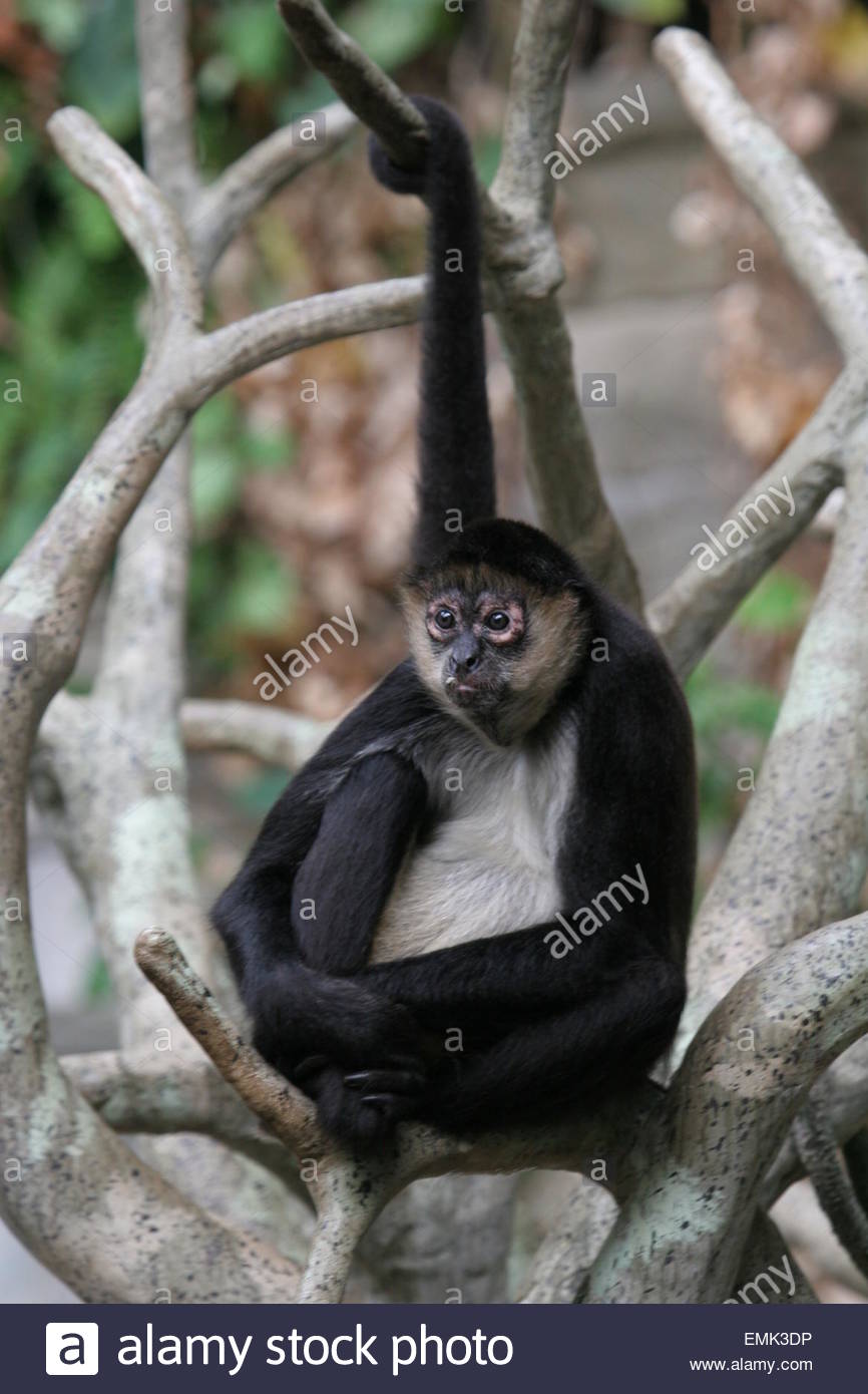 Schwarzer Affe Stockfotos & Schwarzer Affe Bilder - Alamy