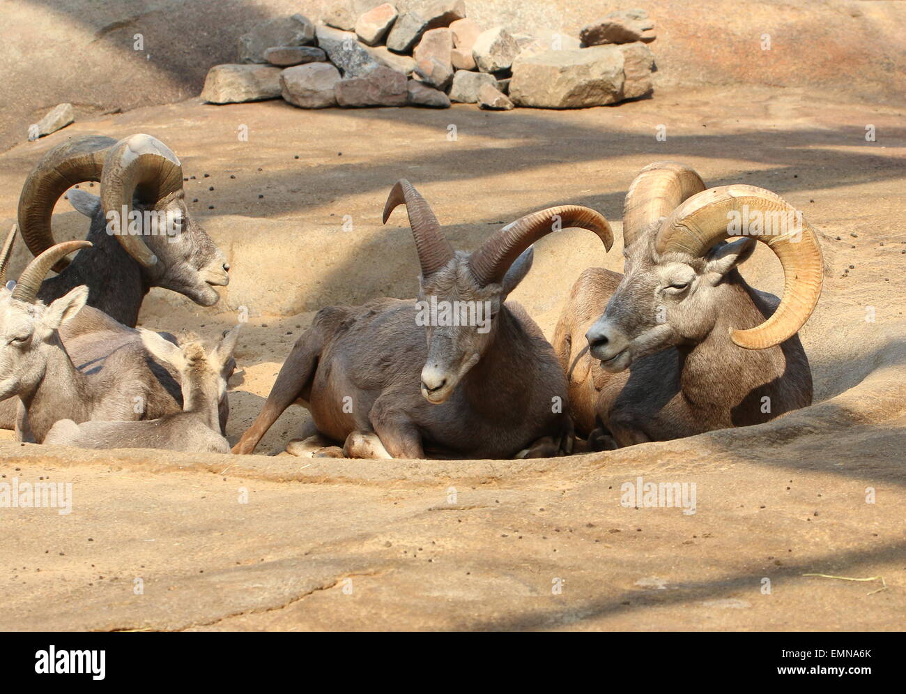 Dickhorn schaf -Fotos und -Bildmaterial in hoher Auflösung – Alamy
