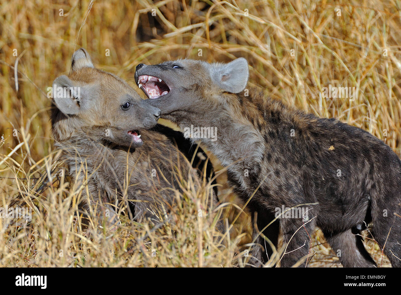 Hyena cubs -Fotos und -Bildmaterial in hoher Auflösung – Alamy