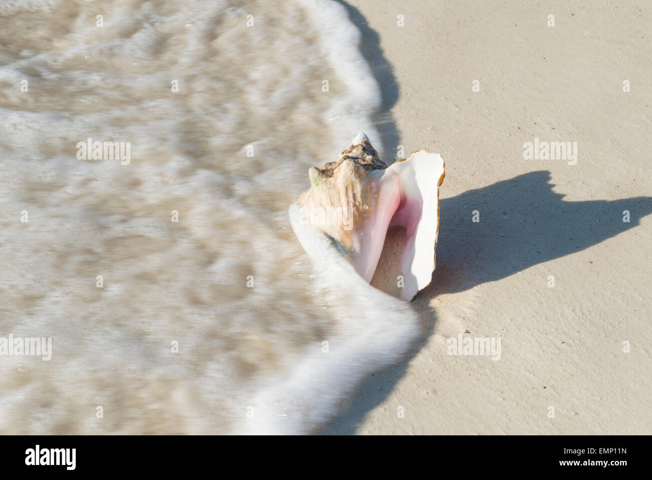 Conch Shell Bahamas Beach. Die "Königin" Muschel ist eine große essbare ...