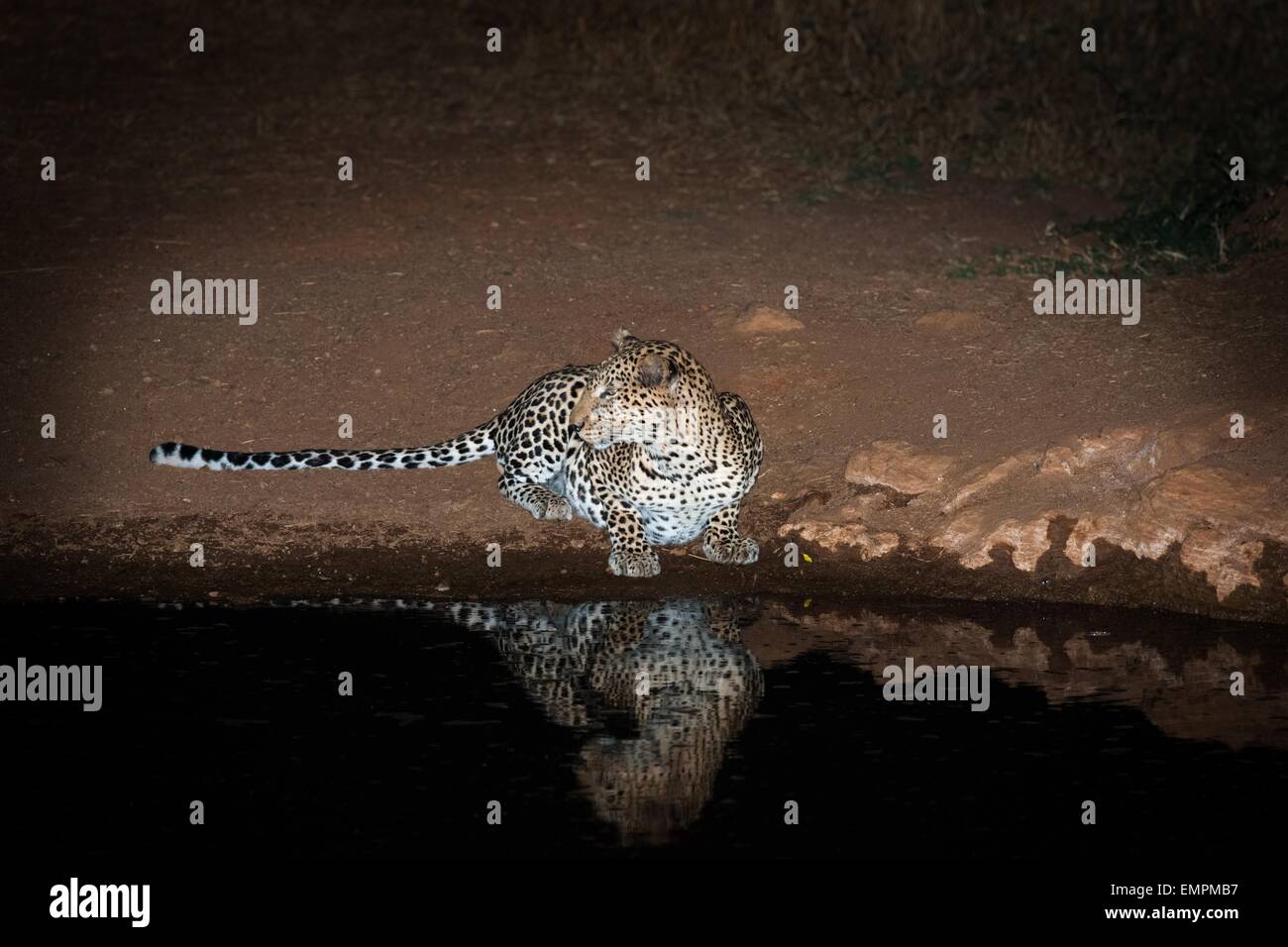 Katzen und wasser -Fotos und -Bildmaterial in hoher Auflösung – Alamy