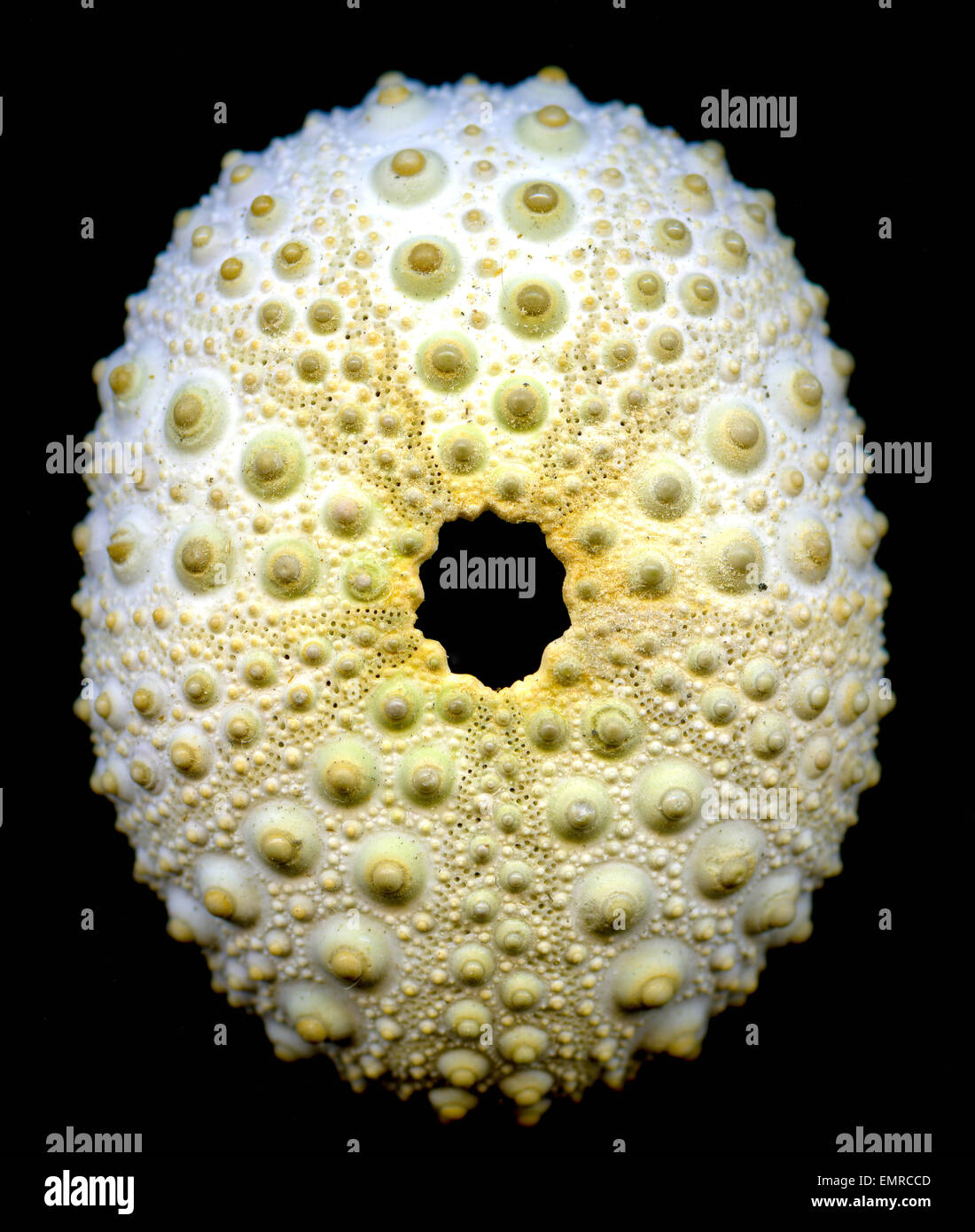 Schwarze stachelige seeigel -Fotos und -Bildmaterial in hoher Auflösung ...