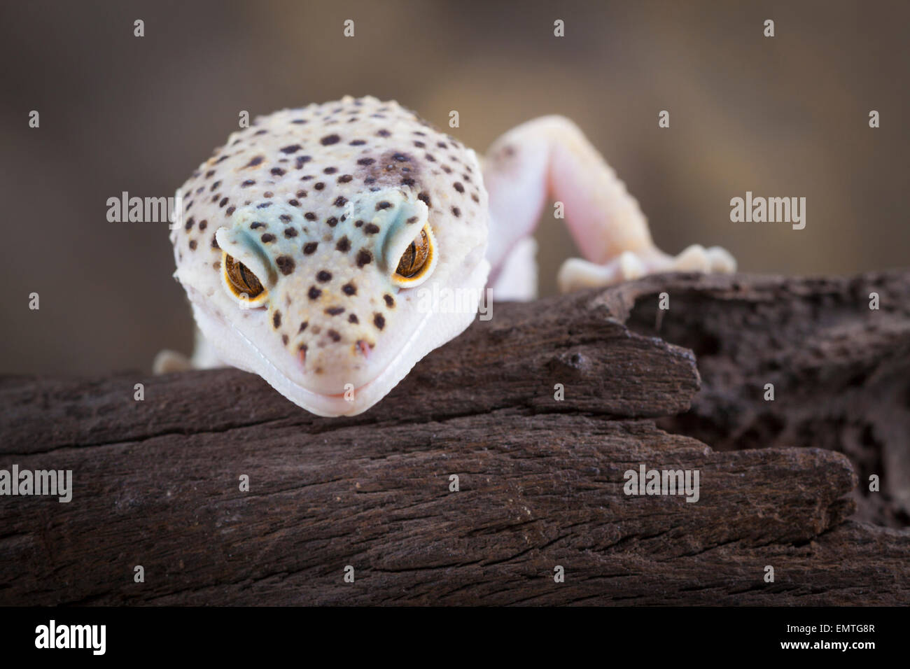 Gecko bild -Fotos und -Bildmaterial in hoher Auflösung – Alamy