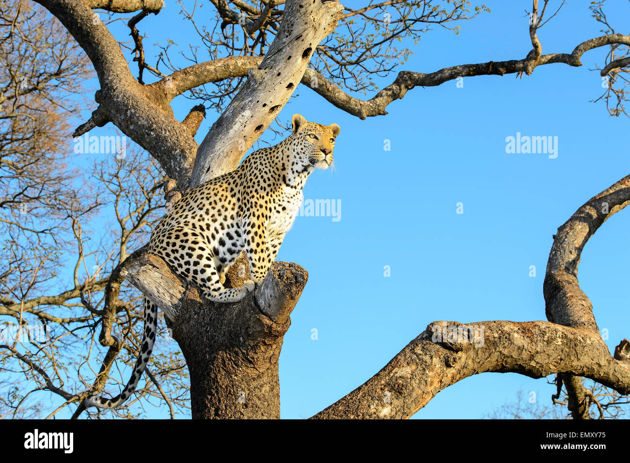 Leopard im Baum sitzen Stockfotografie - Alamy