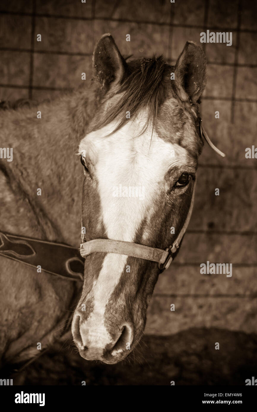 Quarterhorse schwarz weiß -Fotos und -Bildmaterial in hoher Auflösung – Alamy