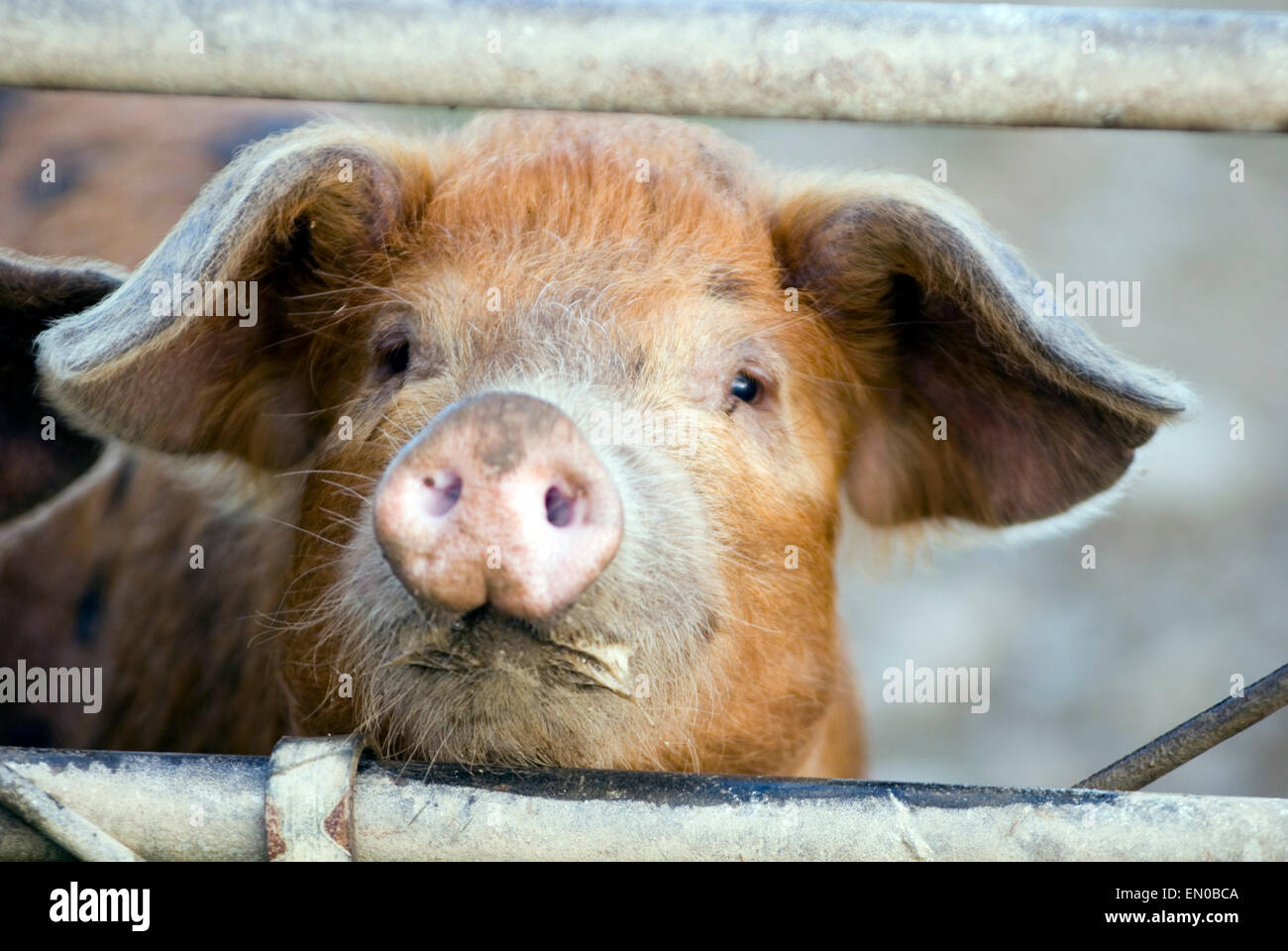Schwarz beschmutztes ferkel -Fotos und -Bildmaterial in hoher Auflösung ...