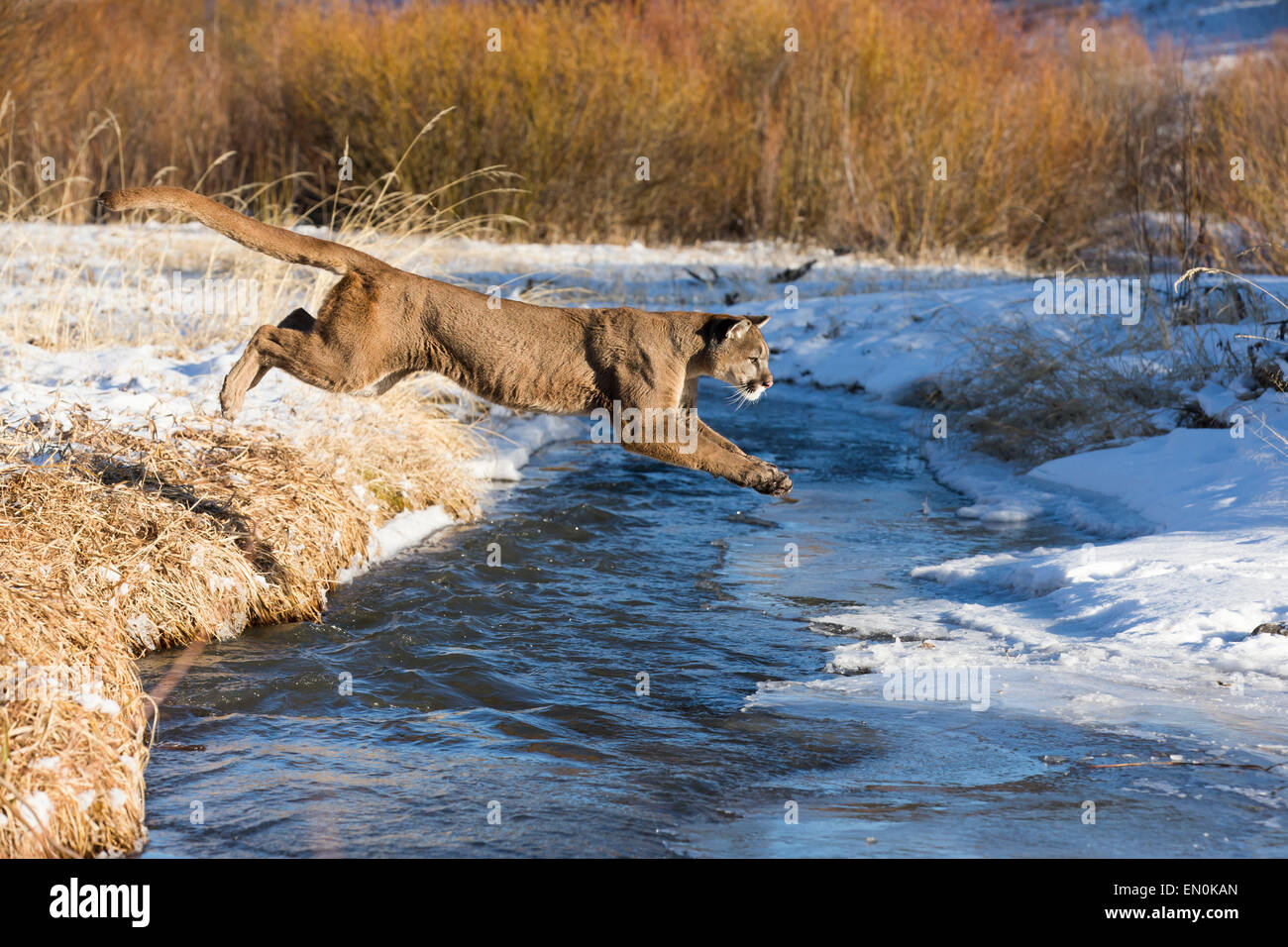 PUMA (Felis Concolor) durch die Luft springen, überqueren Sie den Fluss ...