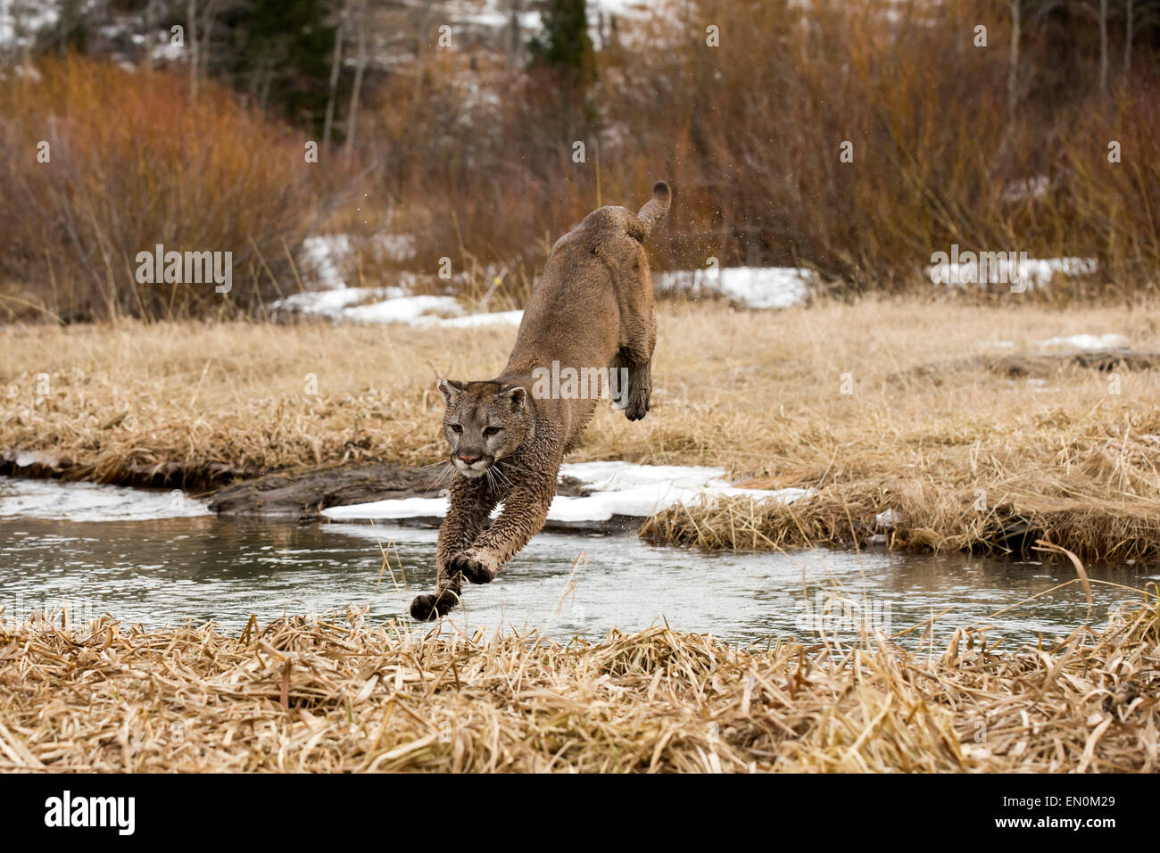PUMA (Felis Concolor) durch die Luft springen, überqueren Sie den Fluss ...