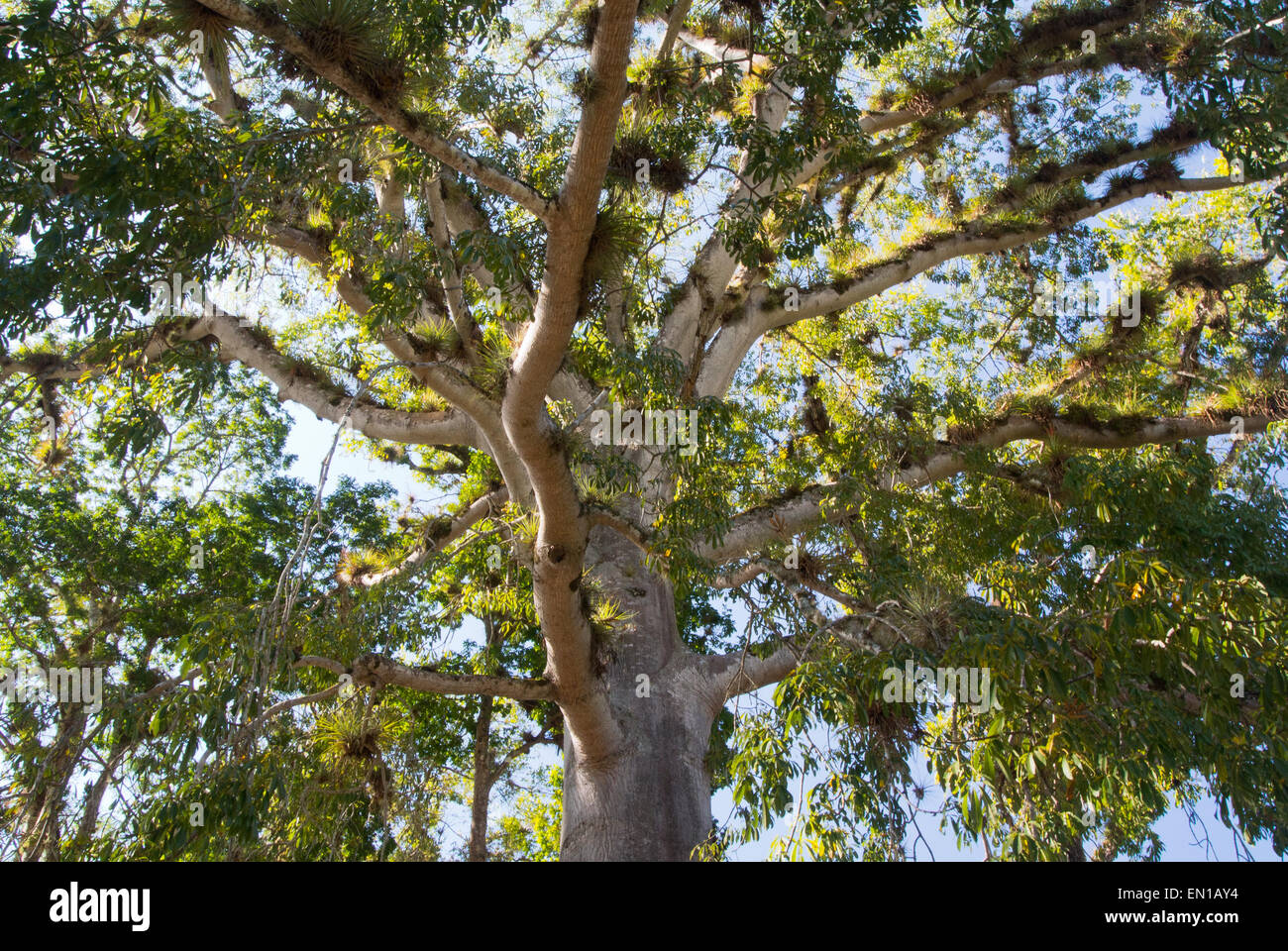 Kapok-Baum (Ceiba Pentandra) verbreitet seine Schatten über Copán ...