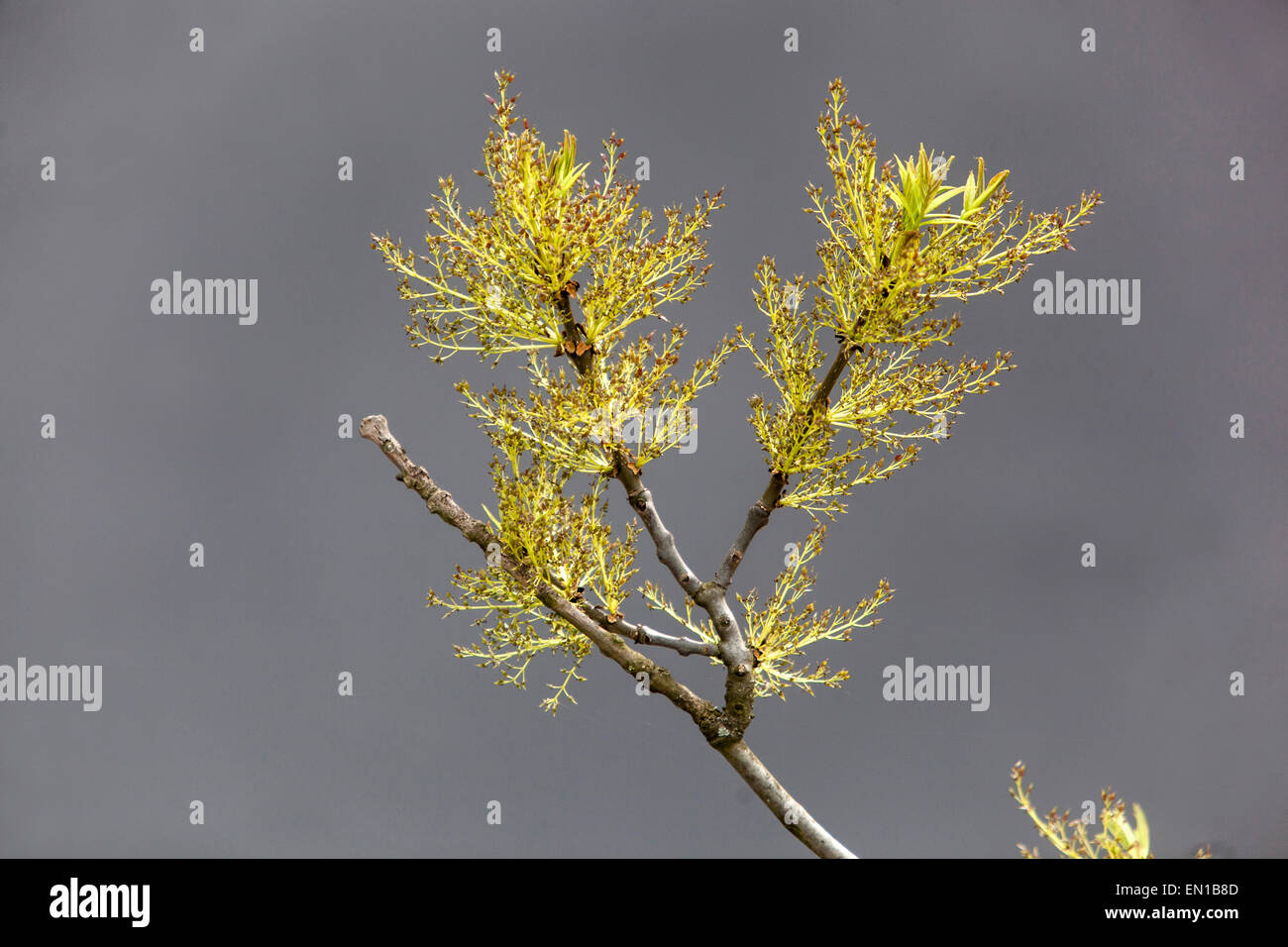 Blühende esche fraxinus excelsior Stockfotos und -bilder Kaufen - Alamy