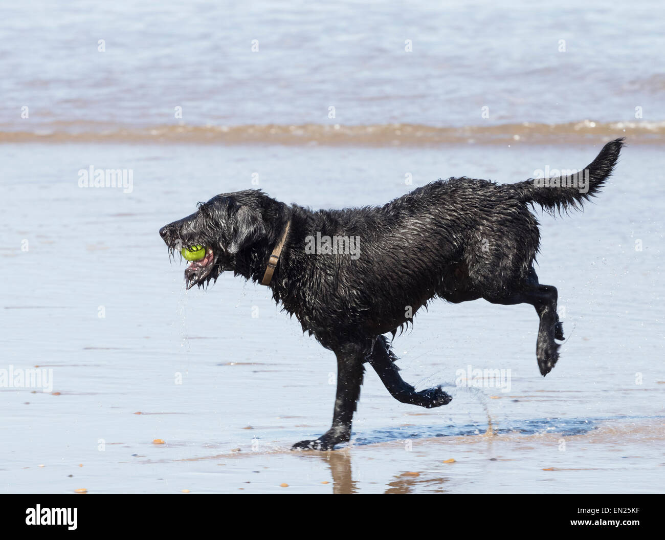 Hund mit ball im mund -Fotos und -Bildmaterial in hoher Auflösung – Alamy