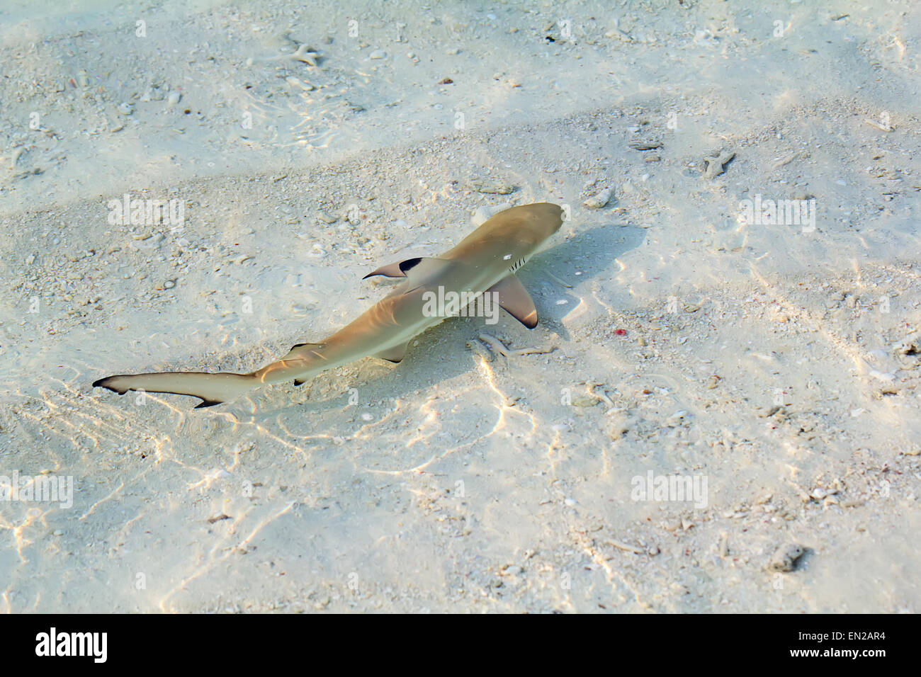 Horizontal color image sand shark -Fotos und -Bildmaterial in hoher ...