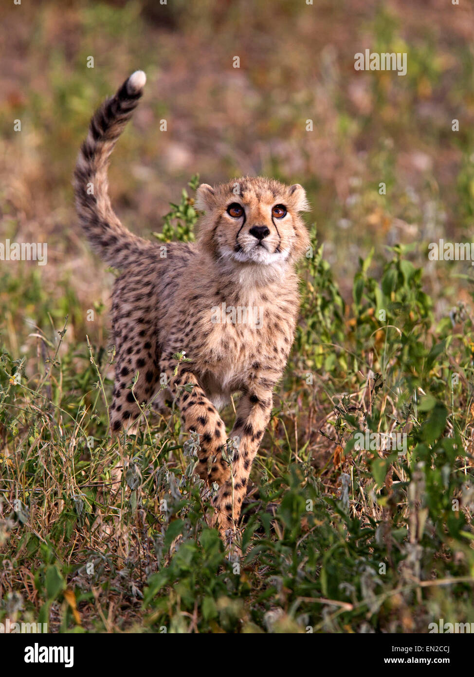 Gehender gepard -Fotos und -Bildmaterial in hoher Auflösung – Alamy