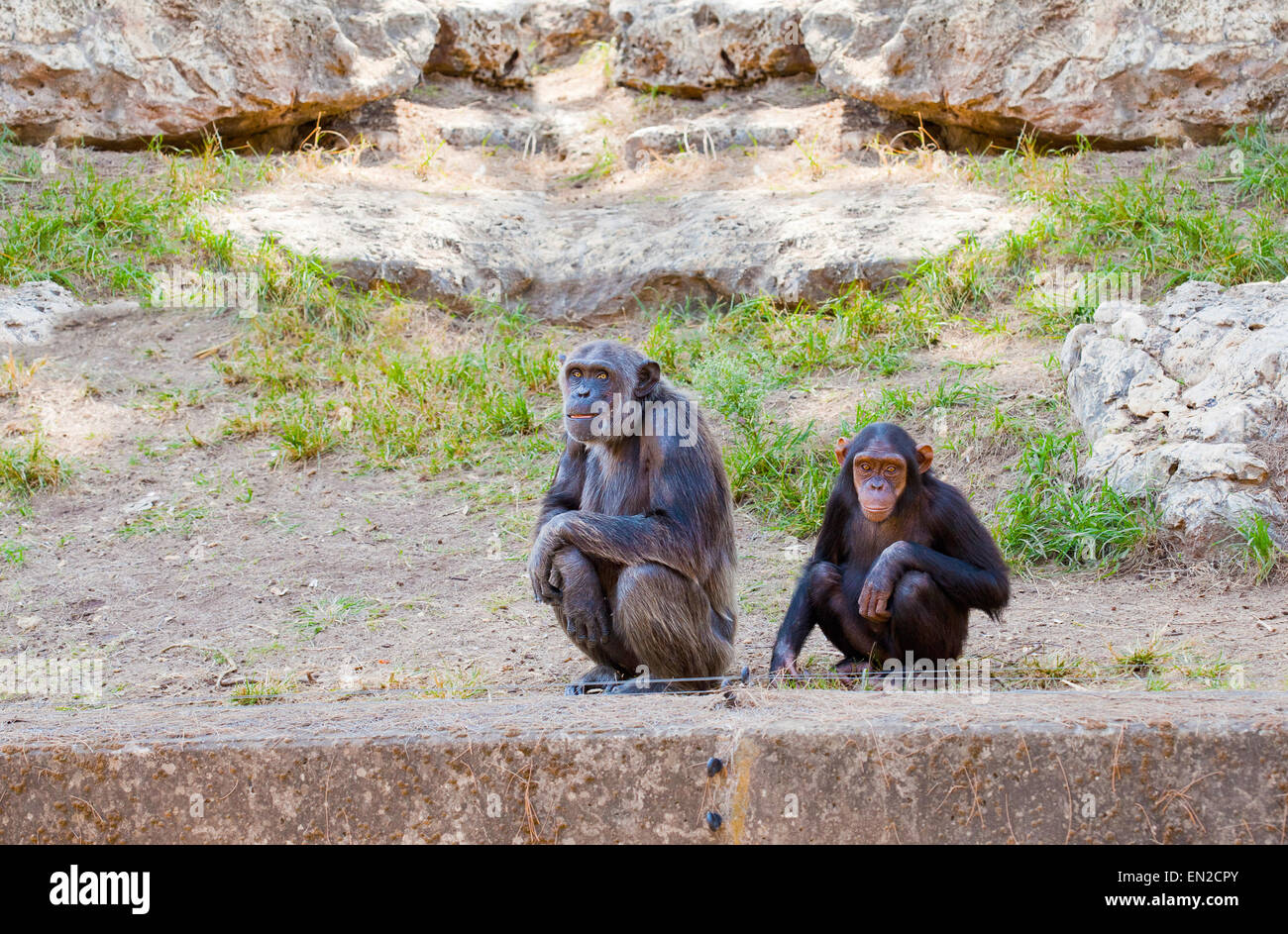 Bonobo schimpansen -Fotos und -Bildmaterial in hoher Auflösung – Alamy