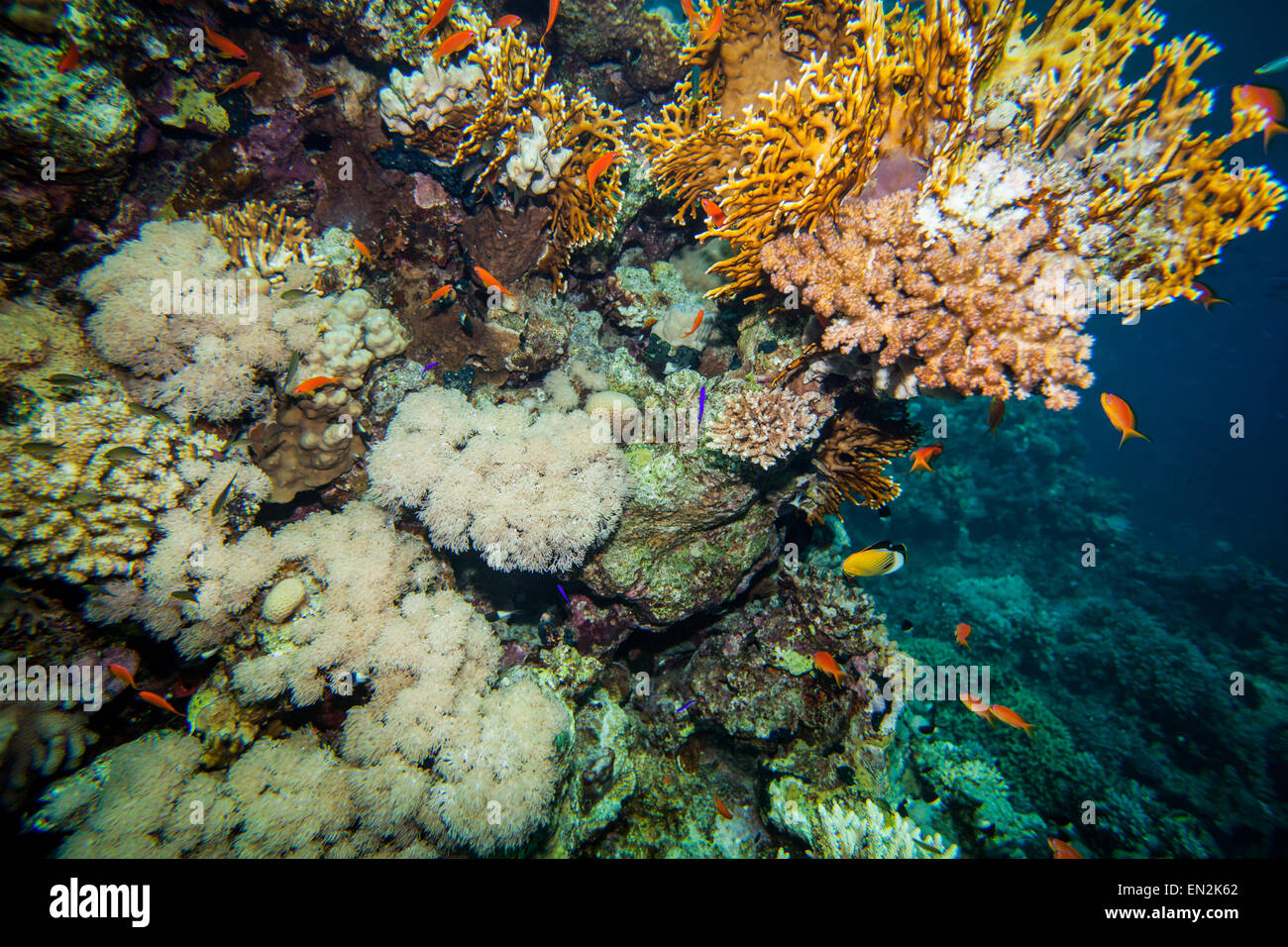 Red Sea Coral reef Stockfotografie - Alamy