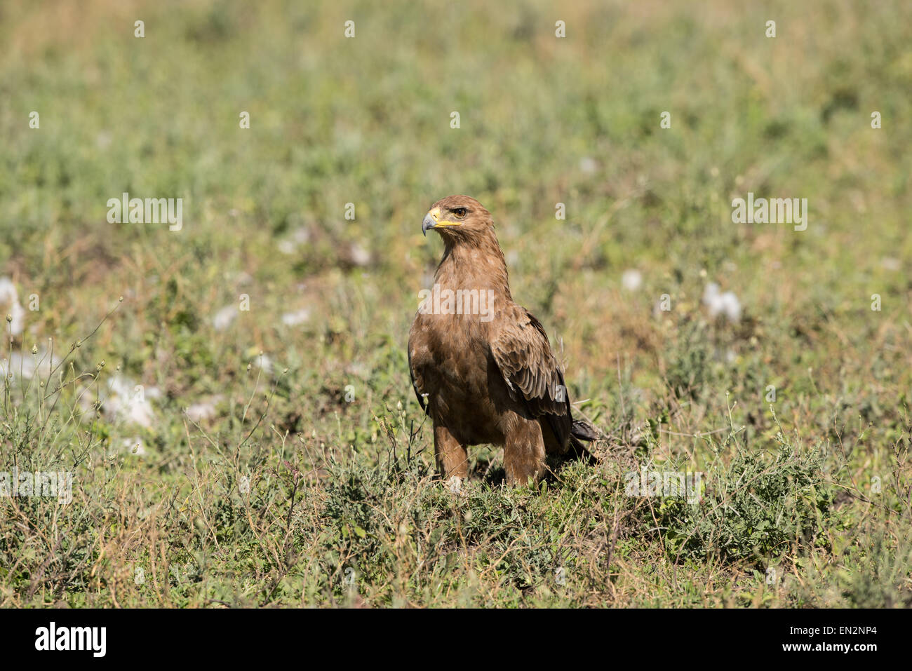 Sitzender adler -Fotos und -Bildmaterial in hoher Auflösung – Alamy