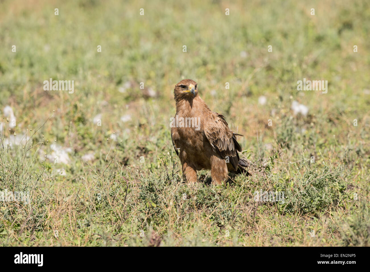 Sitzender adler -Fotos und -Bildmaterial in hoher Auflösung – Alamy