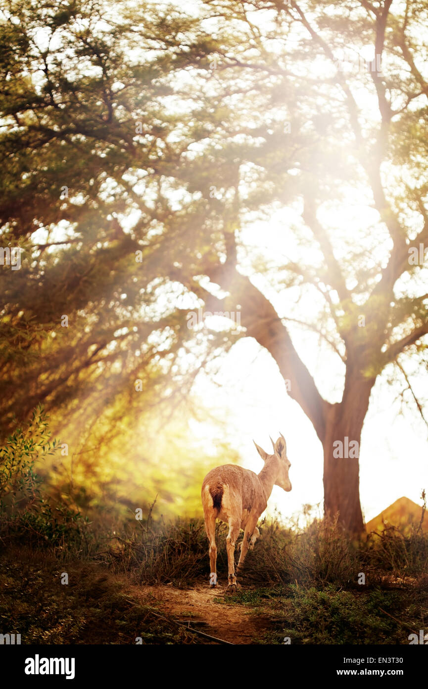 Paradies eden garten -Fotos und -Bildmaterial in hoher Auflösung – Alamy