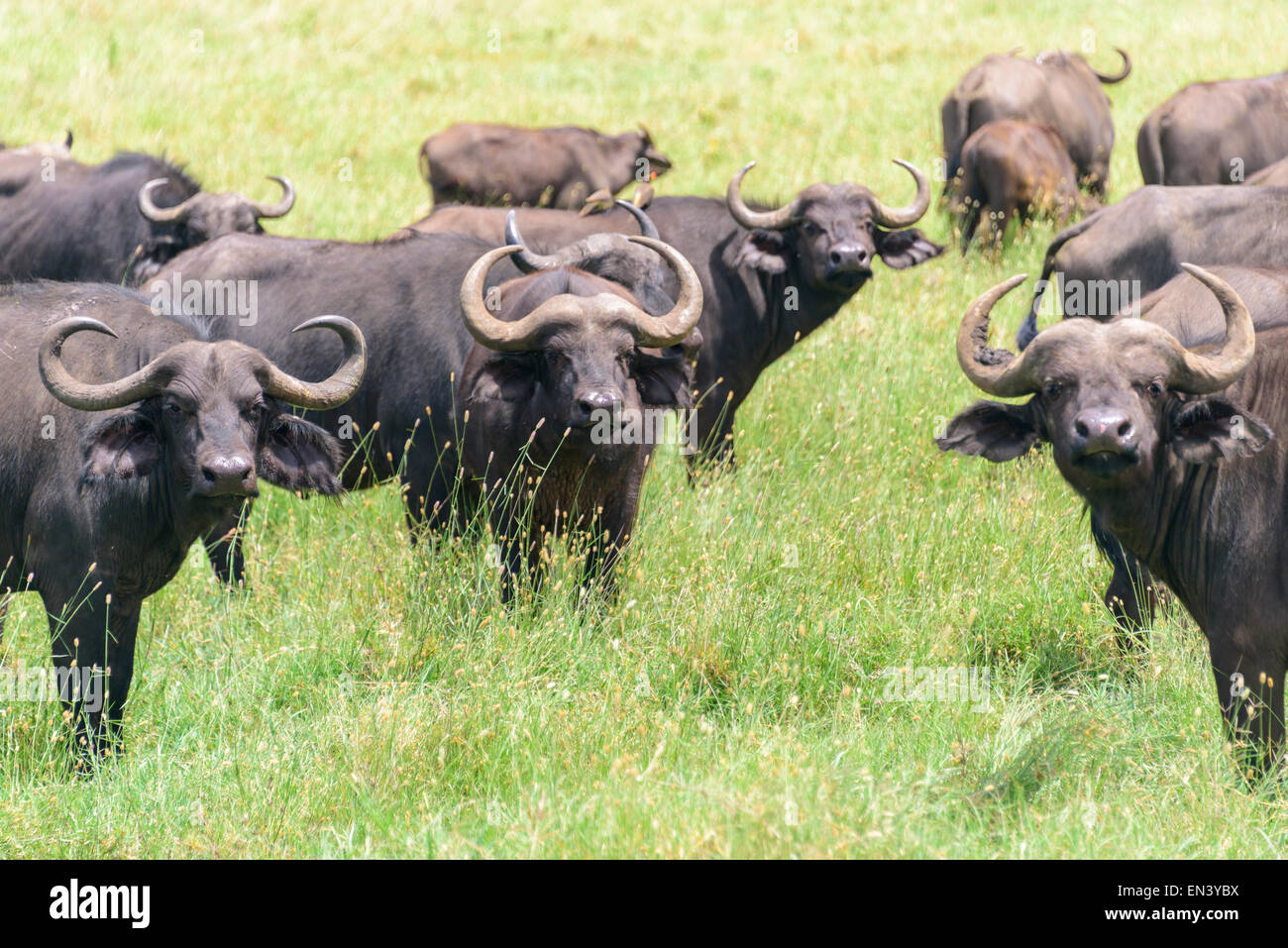 Syncerus Caffer, afrikanischer Büffel, Kaffernbüffel in Ngorongoro ...