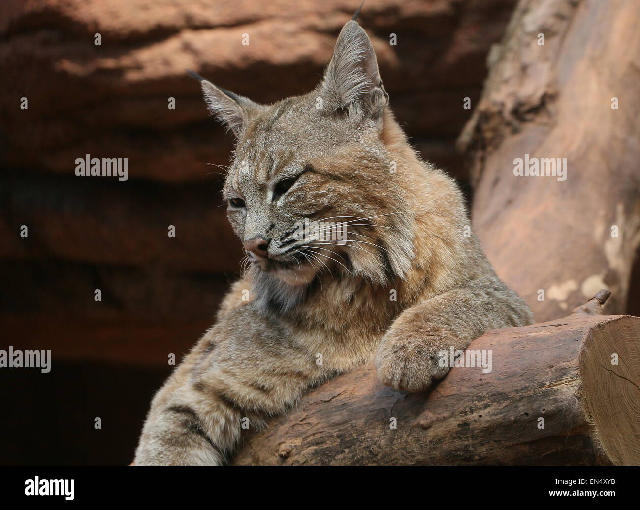 Ritt Luchs Stockfotos und -bilder Kaufen - Alamy