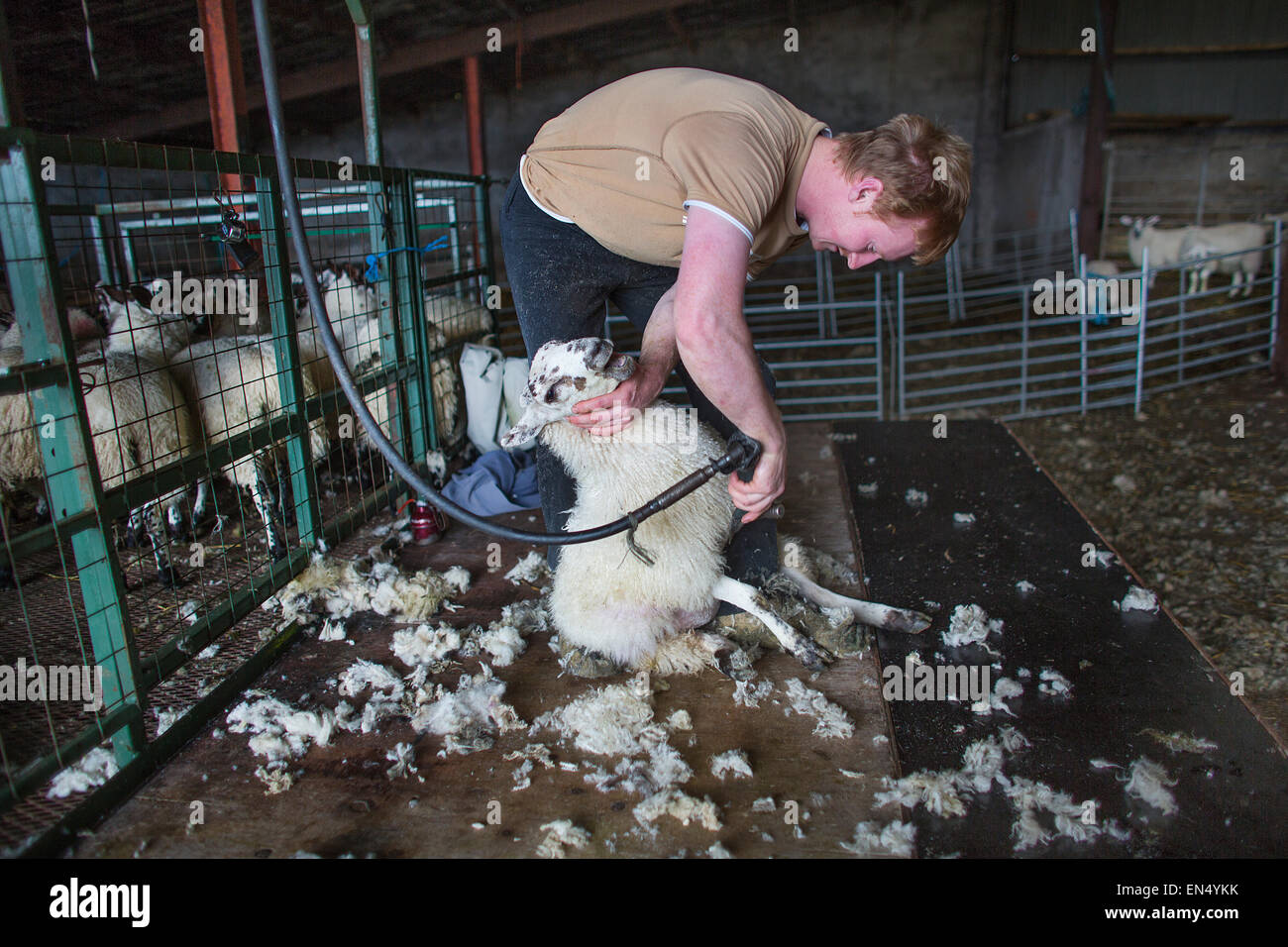 Sheep shaving -Fotos und -Bildmaterial in hoher Auflösung – Alamy