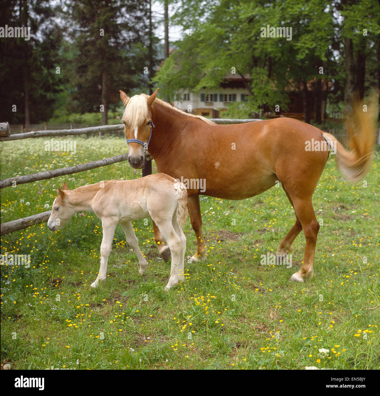 Pferd fohlen -Fotos und -Bildmaterial in hoher Auflösung – Alamy