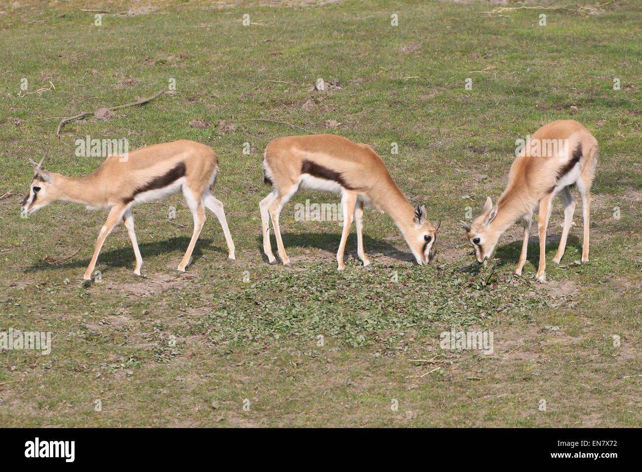 Antilopen gazella -Fotos und -Bildmaterial in hoher Auflösung – Alamy